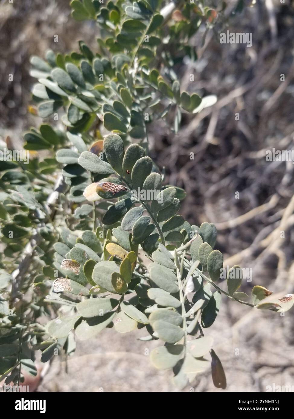 desert ironwood (Olneya tesota Stock Photo - Alamy