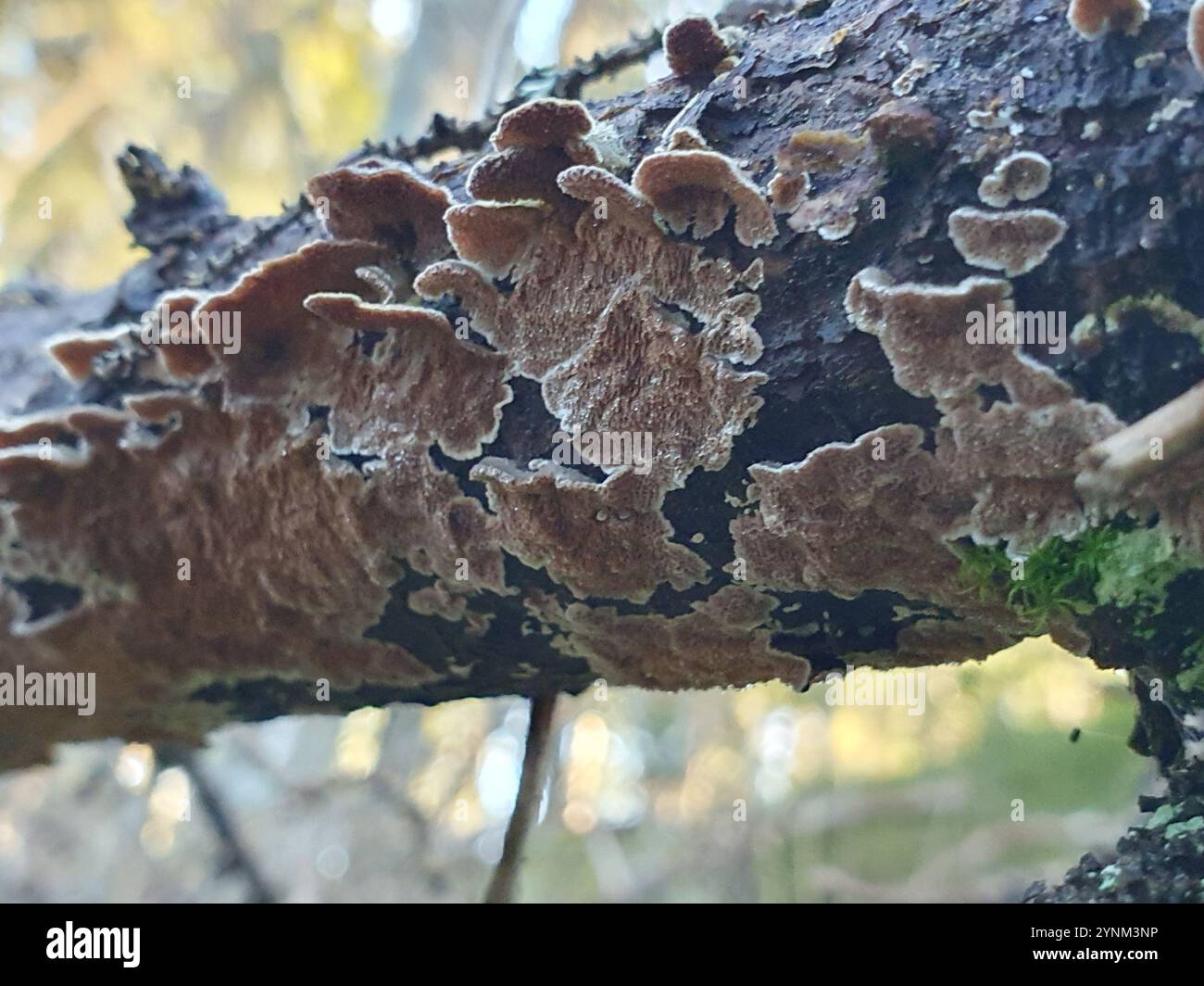 Purplepore Bracket (Trichaptum abietinum Stock Photo - Alamy