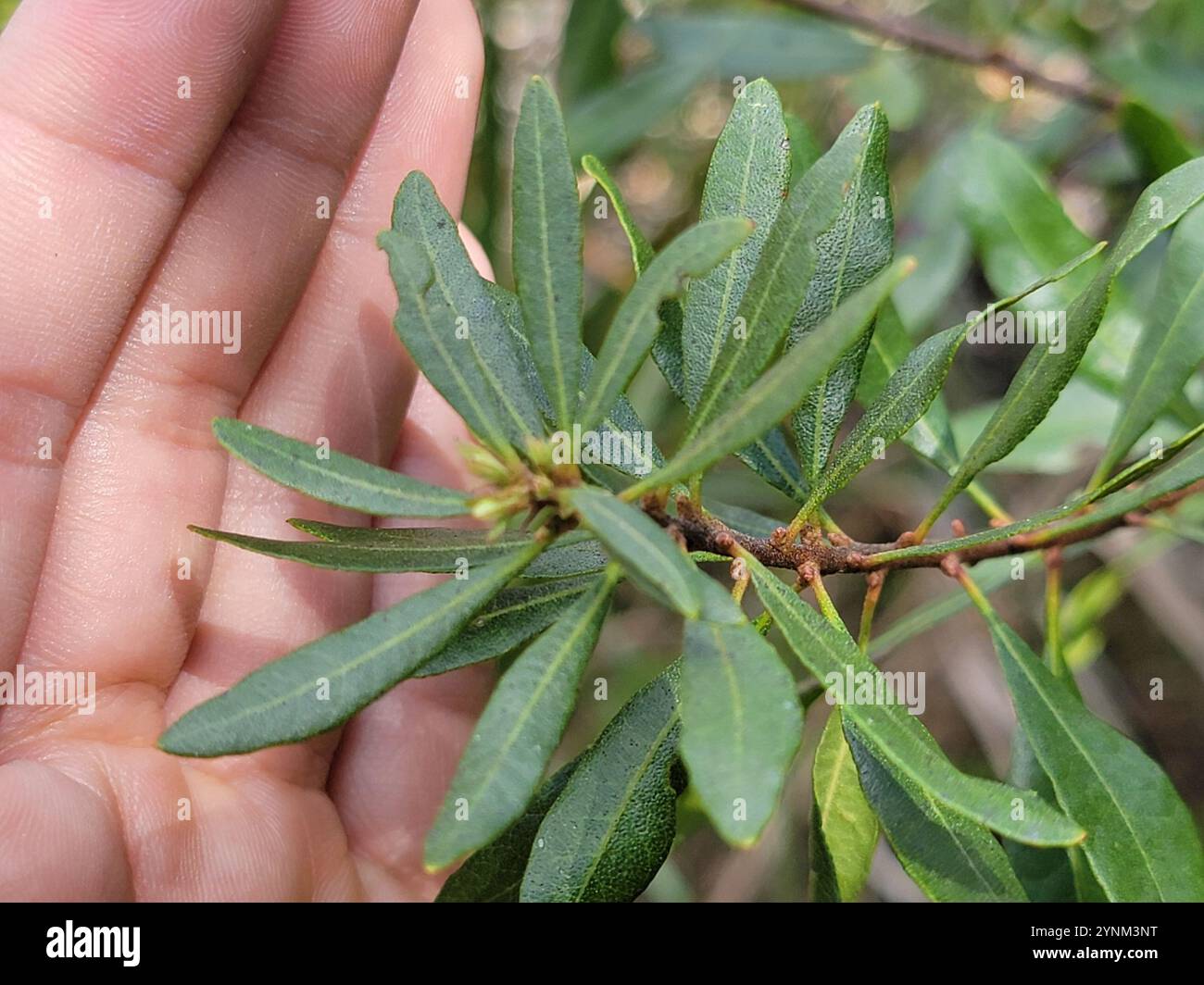 wax myrtle (Morella cerifera Stock Photo - Alamy