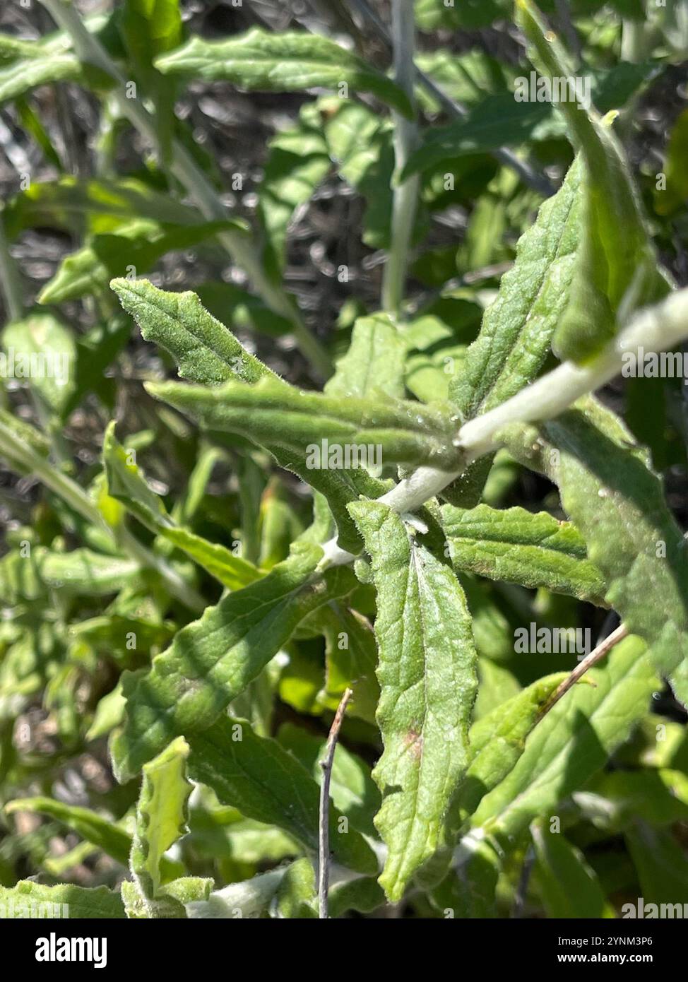 two-color rabbit tobacco (Pseudognaphalium biolettii Stock Photo - Alamy