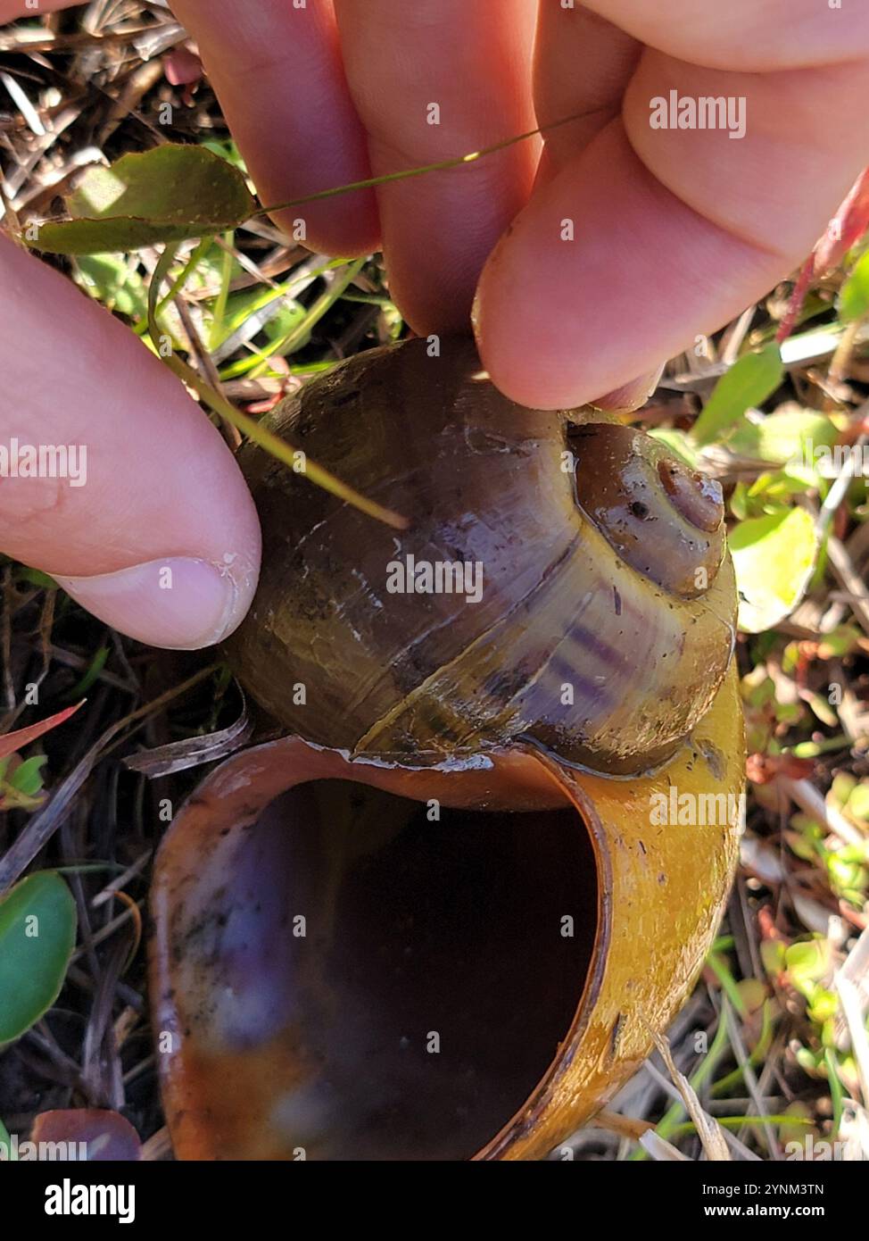 Common Apple Snails (Pomacea Stock Photo - Alamy