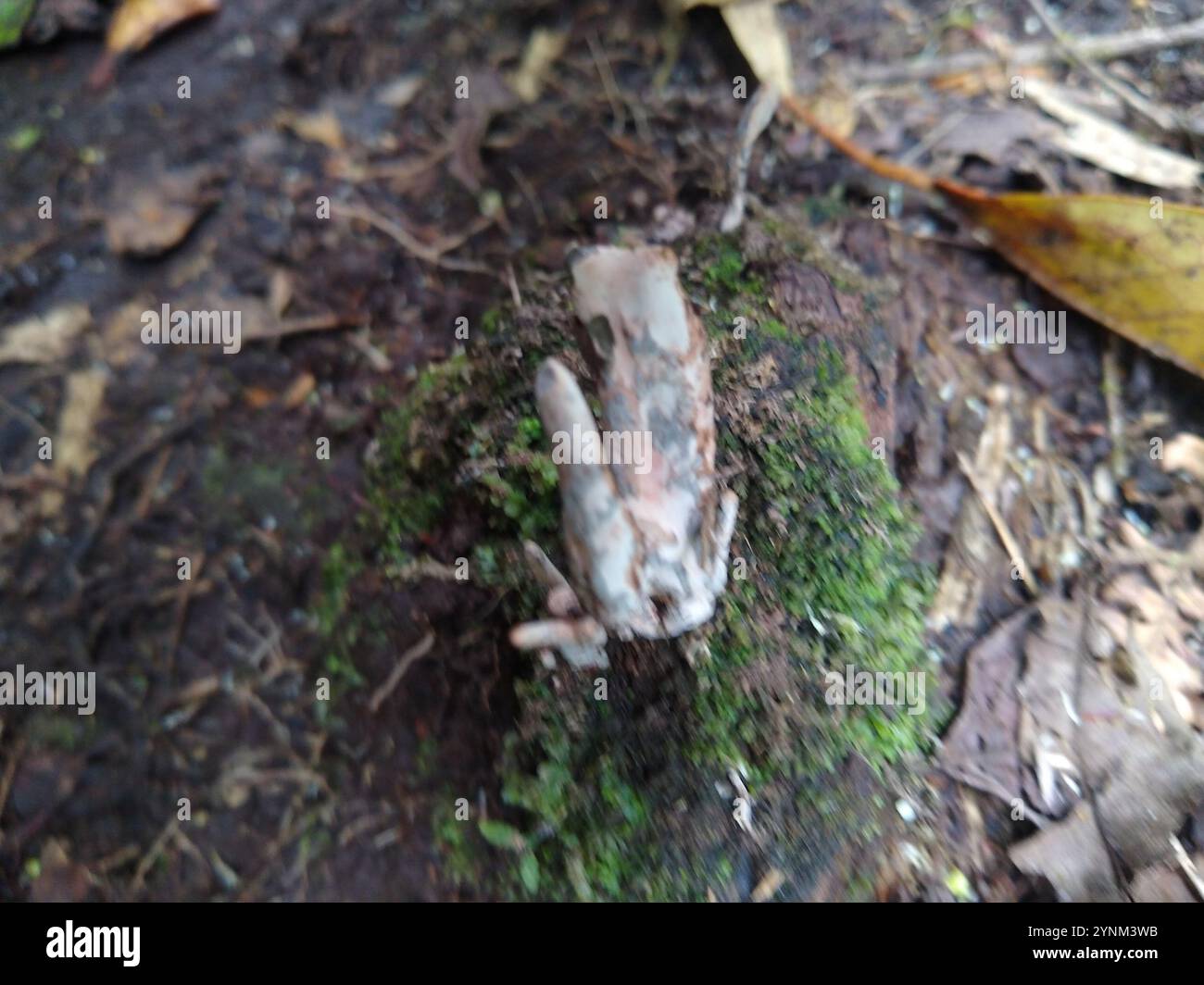 dead man's fingers (Xylaria polymorpha Stock Photo - Alamy