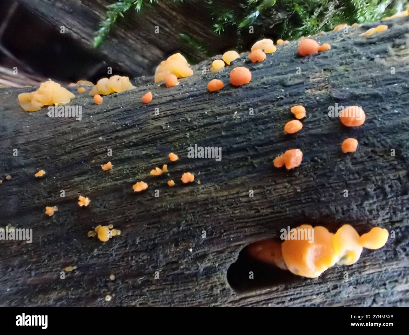 Jelly Spot Fungus (Dacrymyces stillatus Stock Photo - Alamy