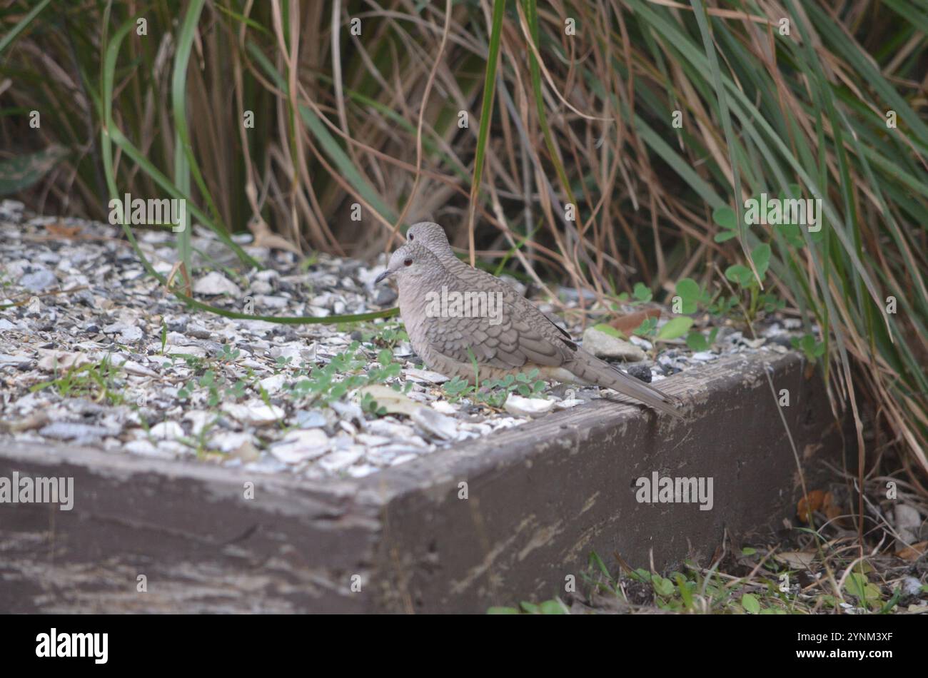 Inca Dove (Columbina inca Stock Photo - Alamy