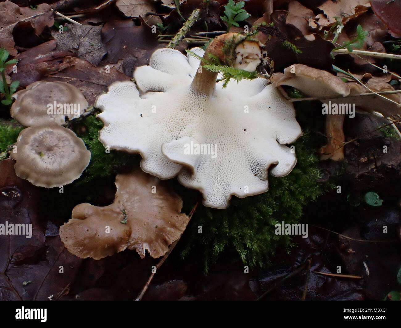 Lentinus brumalis hi-res stock photography and images - Alamy