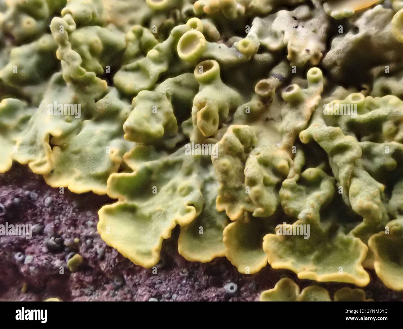 Common Sunburst Lichen (Xanthoria parietina Stock Photo - Alamy