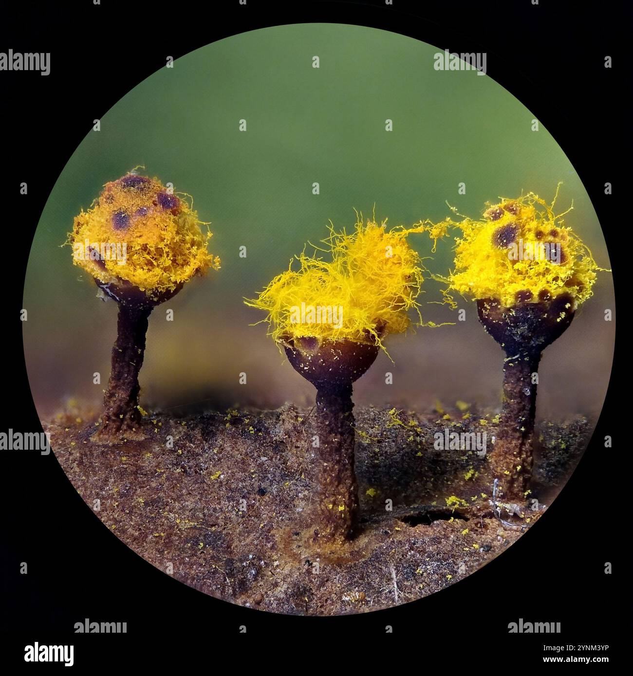 Trichia erecta hi-res stock photography and images - Alamy