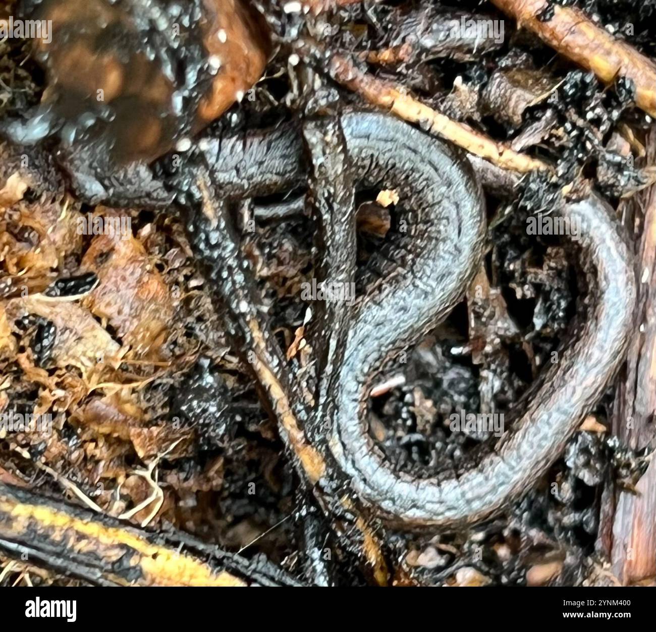 California Slender Salamander (Batrachoseps attenuatus Stock Photo - Alamy