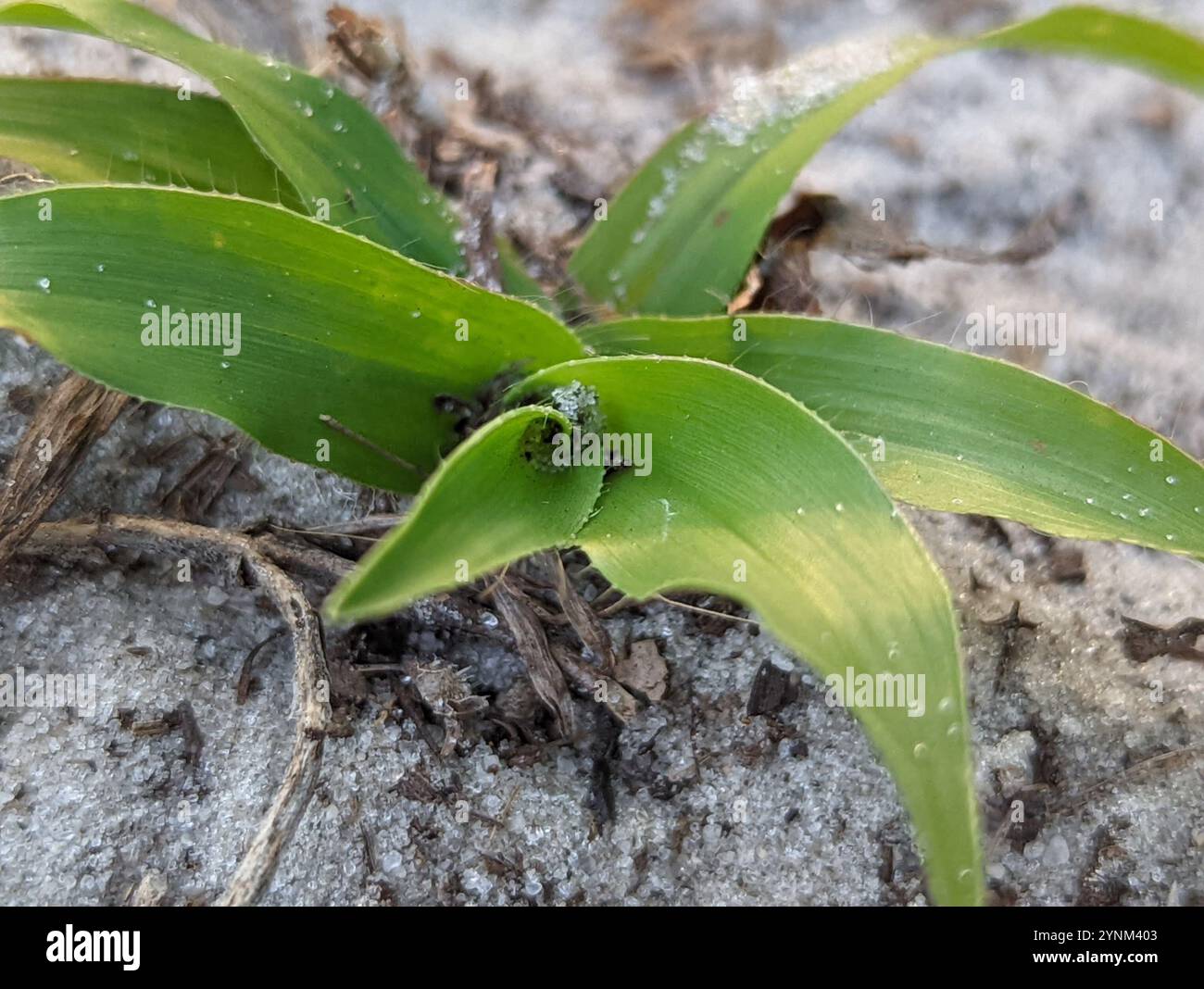 Thin Paspalum (Paspalum setaceum Stock Photo - Alamy