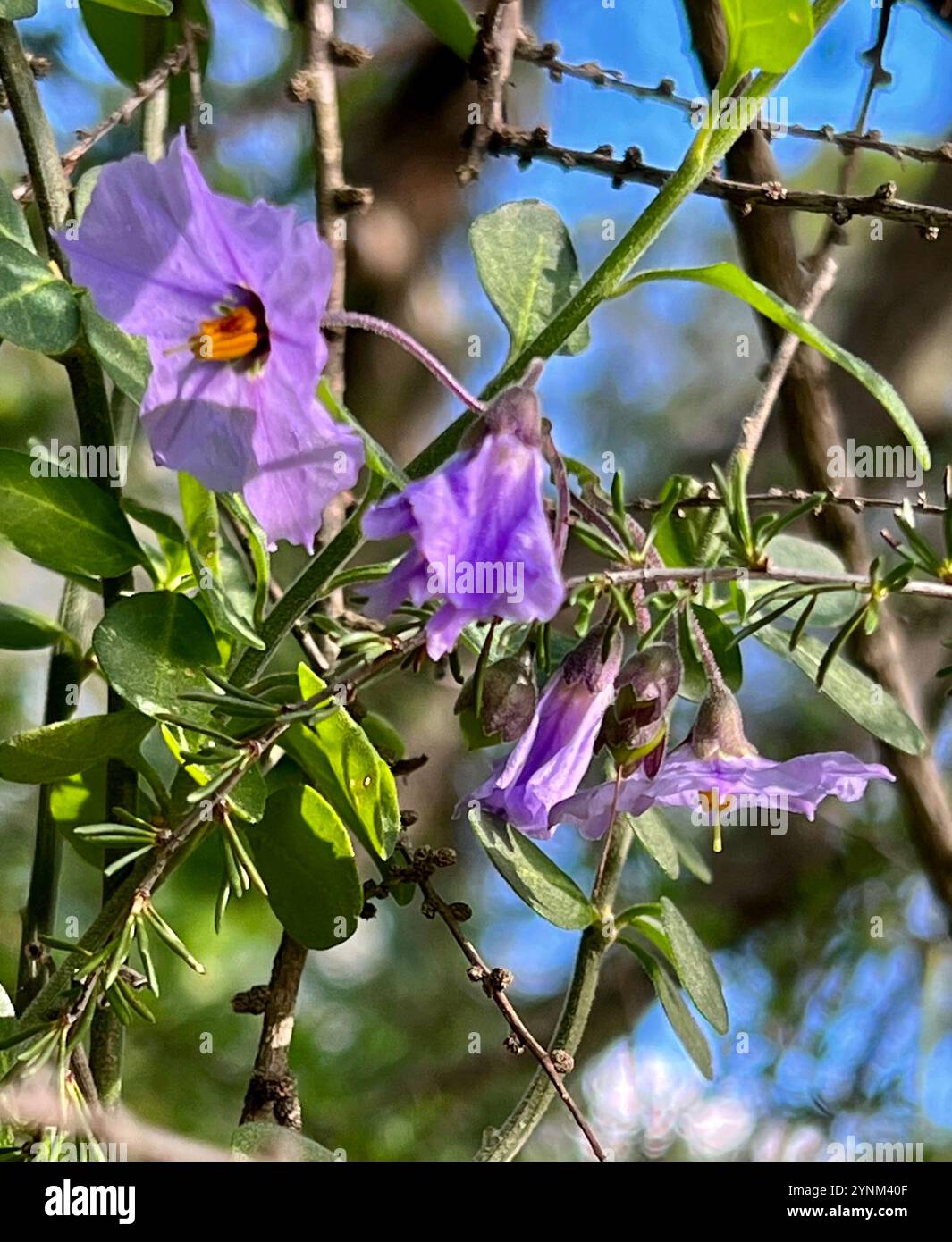 bluewitch nightshade (Solanum umbelliferum Stock Photo - Alamy