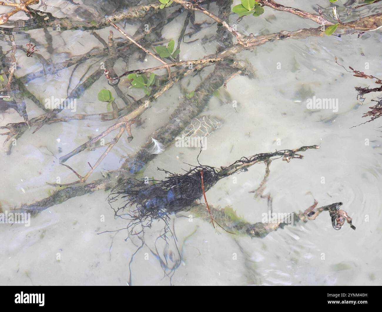 Checkered Puffer (Sphoeroides testudineus Stock Photo - Alamy