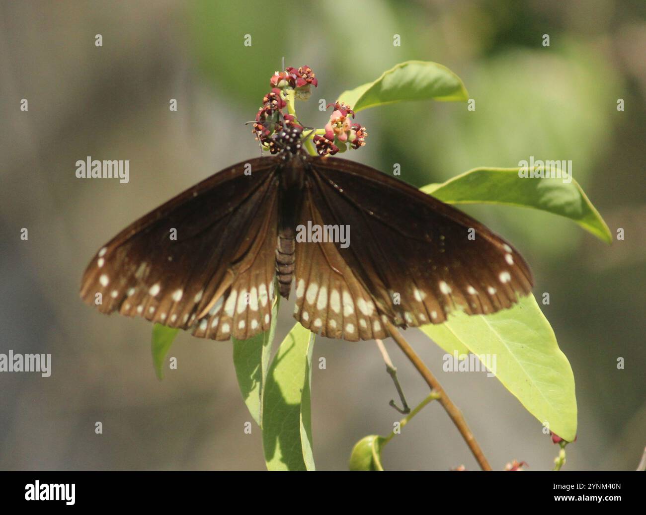 Common Crow Butterfly (Euploea core Stock Photo - Alamy