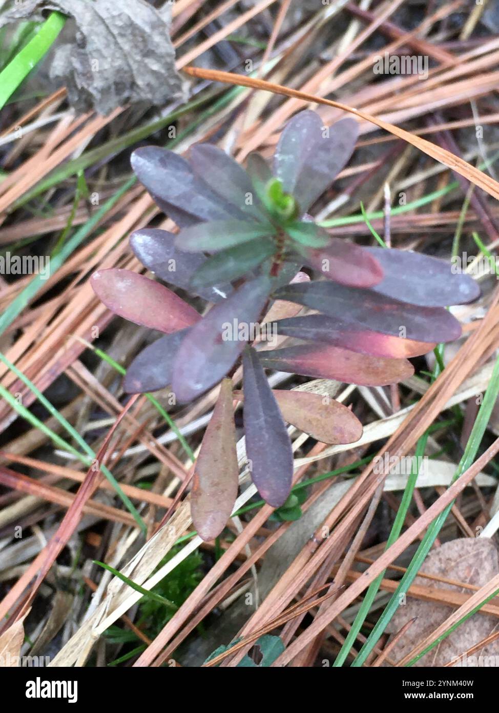 low St. John's wort (Hypericum stragulum Stock Photo - Alamy