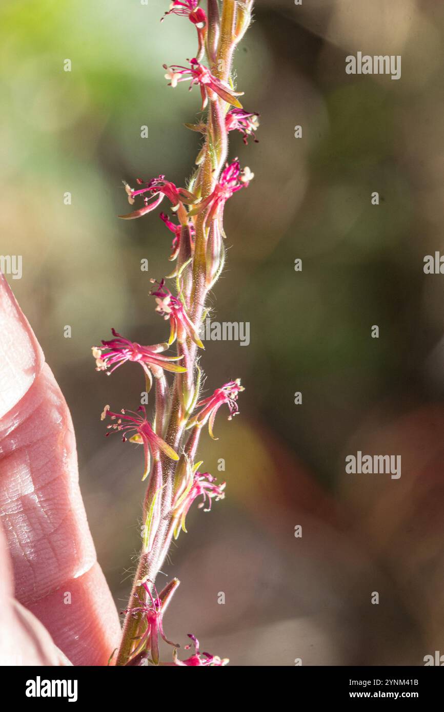 velvetweed (Oenothera curtiflora Stock Photo - Alamy