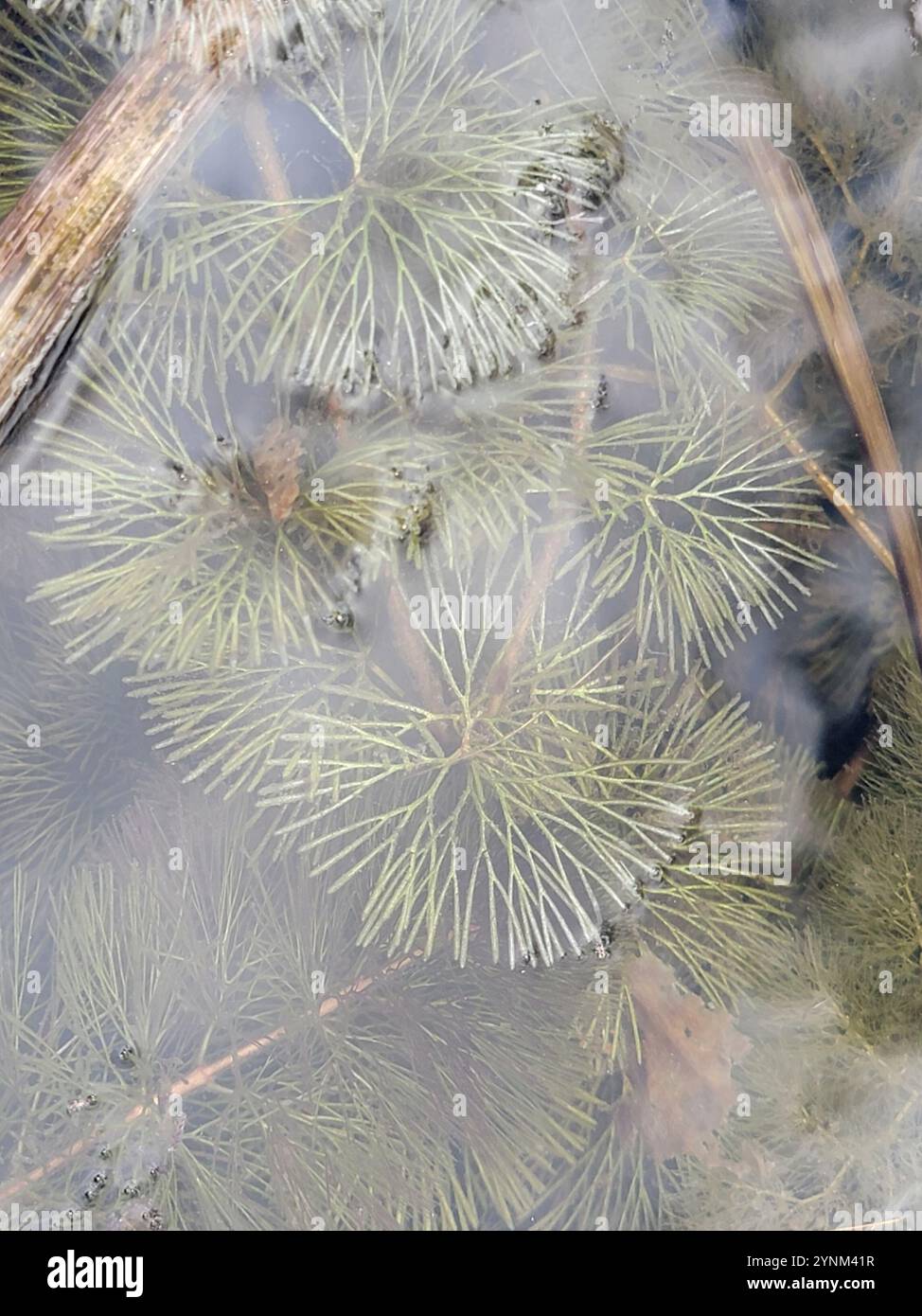 Carolina Fanwort (Cabomba caroliniana Stock Photo - Alamy