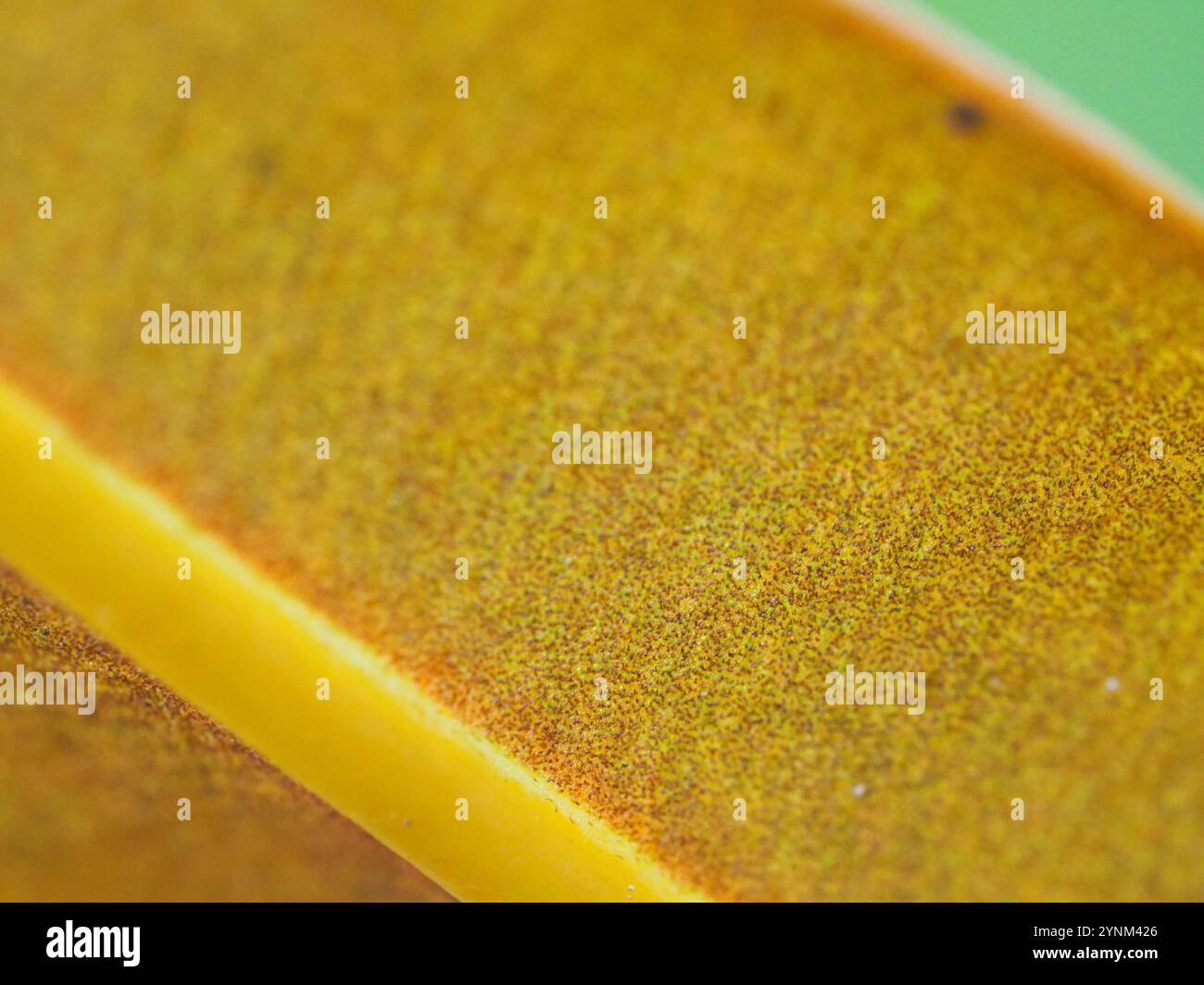 Golden Leather Fern (Acrostichum aureum Stock Photo - Alamy