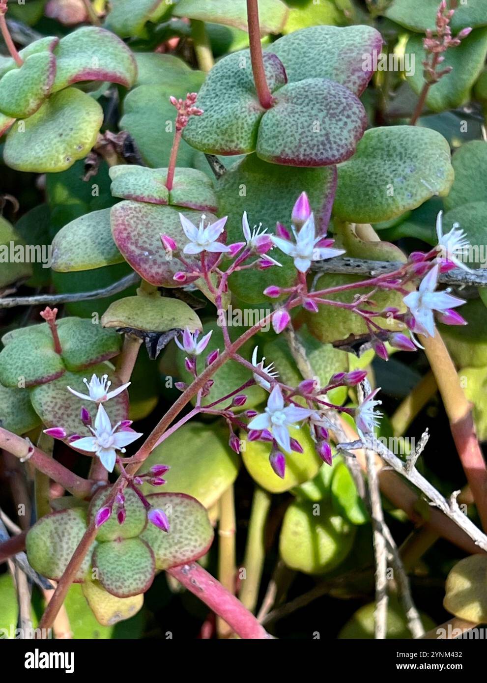 Fairy crassula crassula multicava hi-res stock photography and images ...