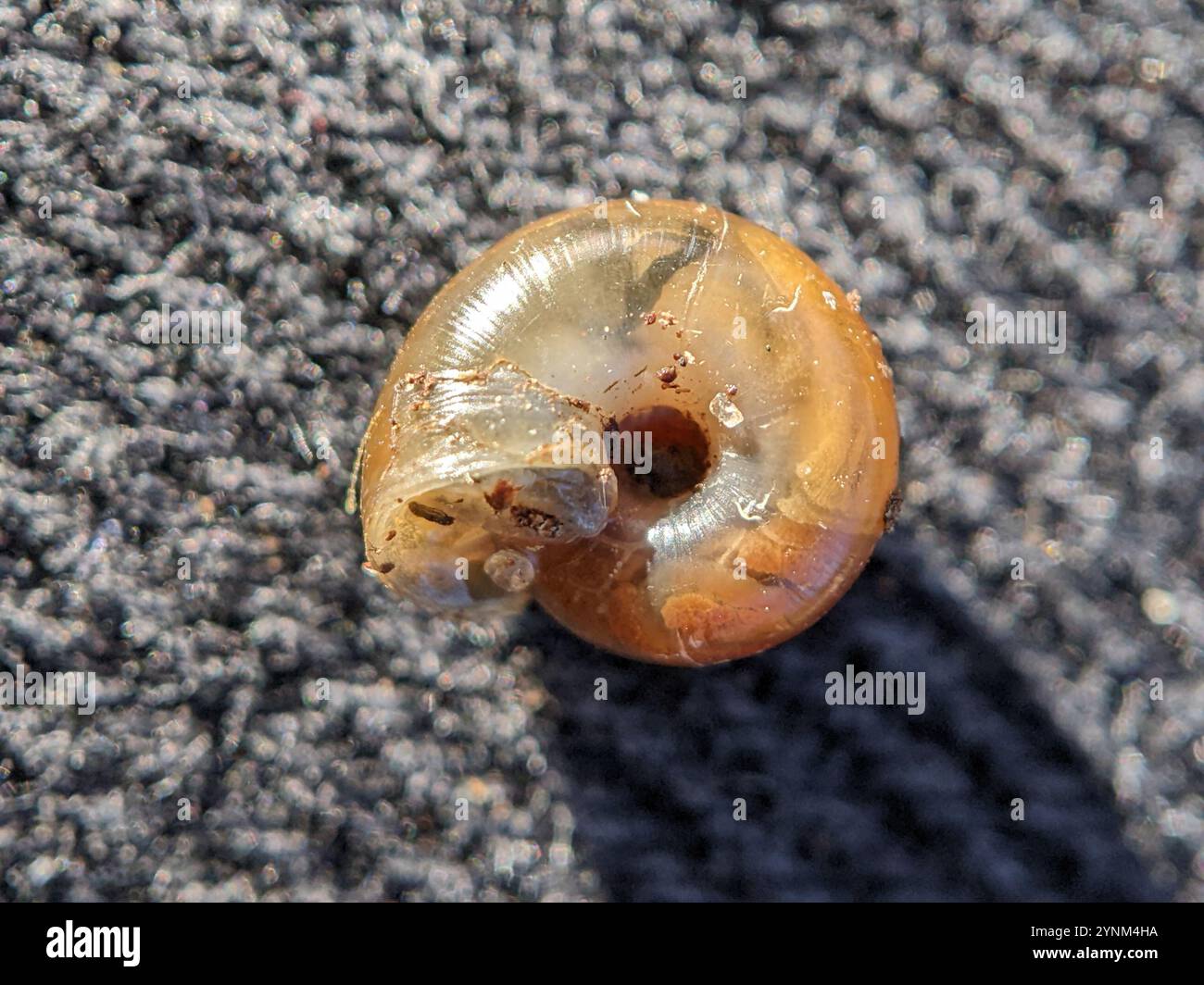 smooth glass snail (Aegopinella nitidula Stock Photo - Alamy