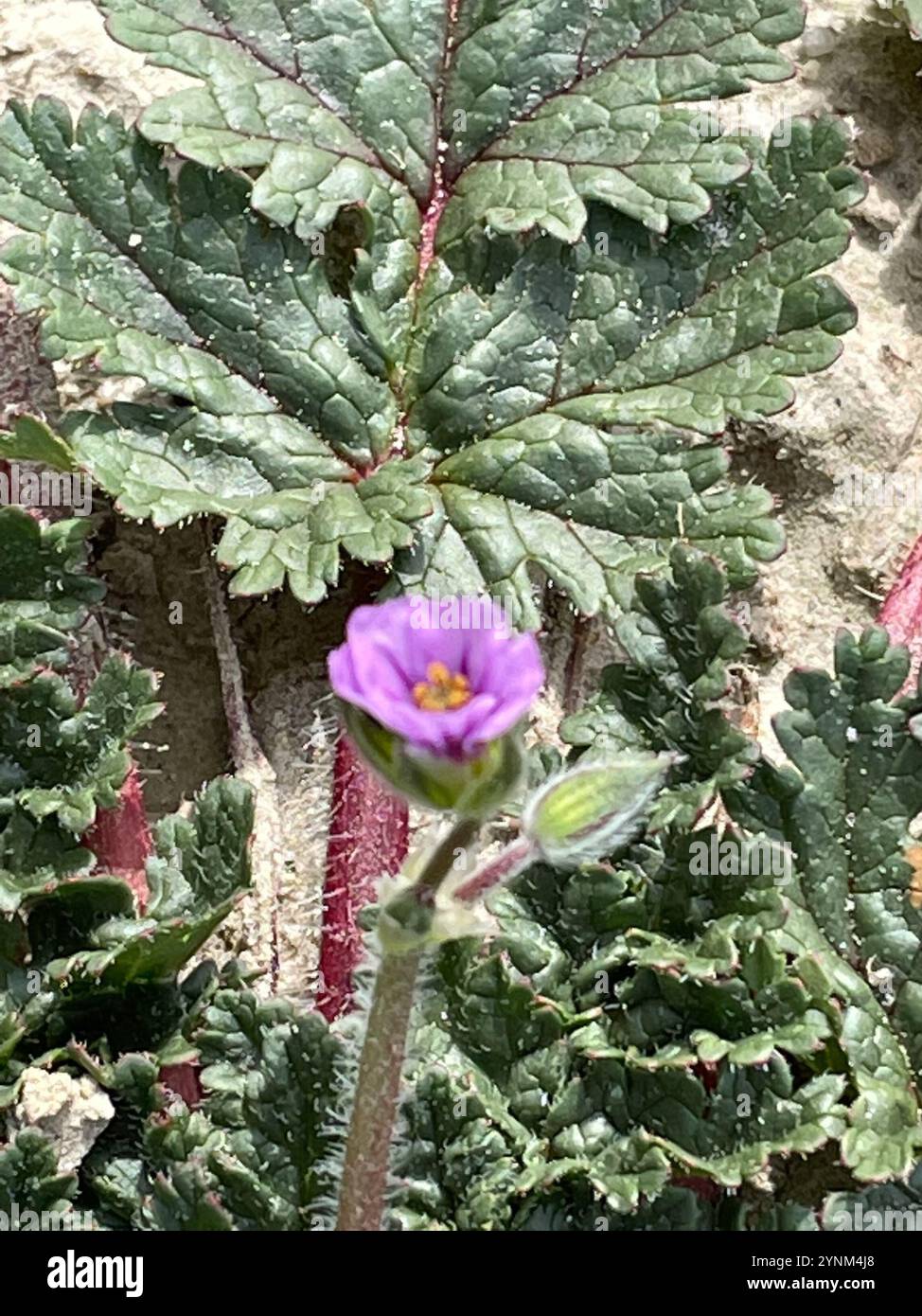 Mediterranean Stork's-bill (Erodium botrys Stock Photo - Alamy