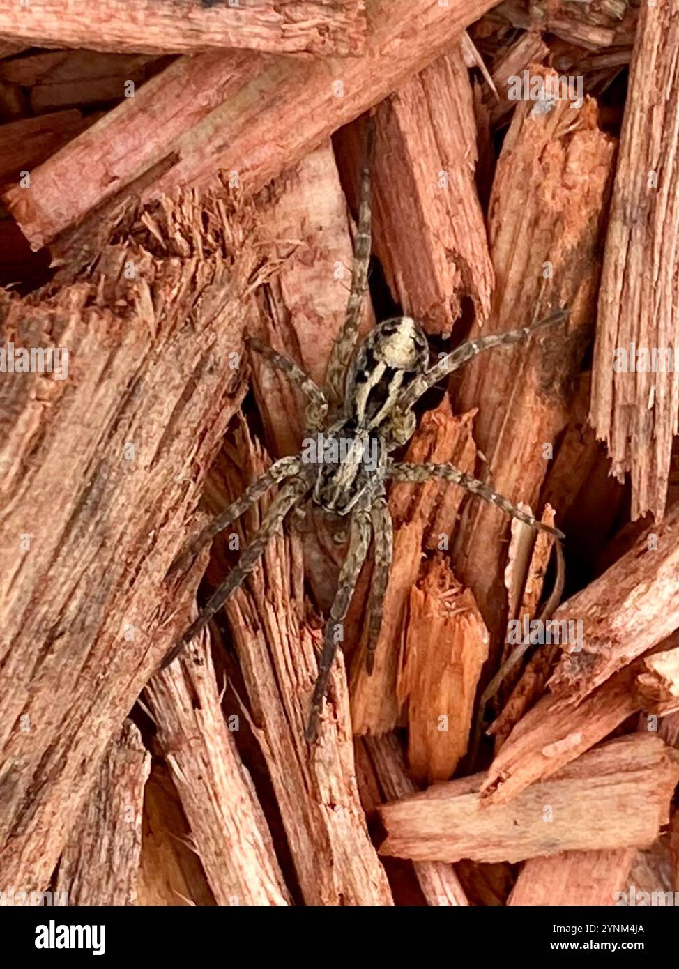 lance wolf spider (Schizocosa avida Stock Photo - Alamy