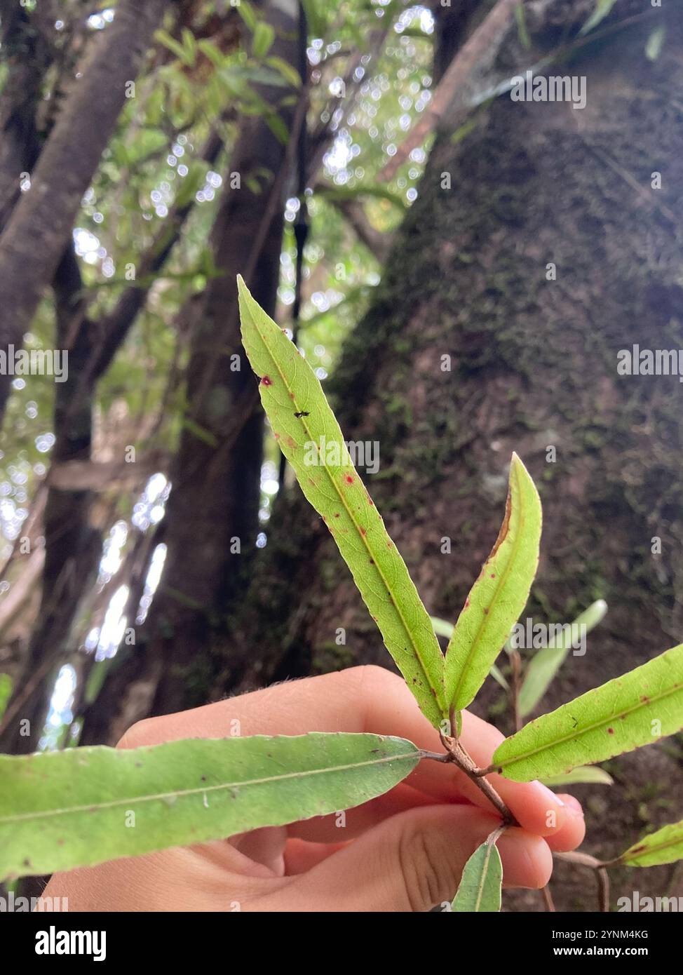 Hinau (Elaeocarpus dentatus Stock Photo - Alamy