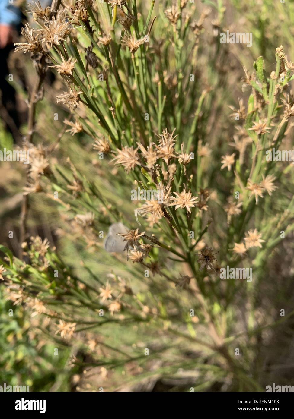Desert Broom (Baccharis sarothroides Stock Photo - Alamy