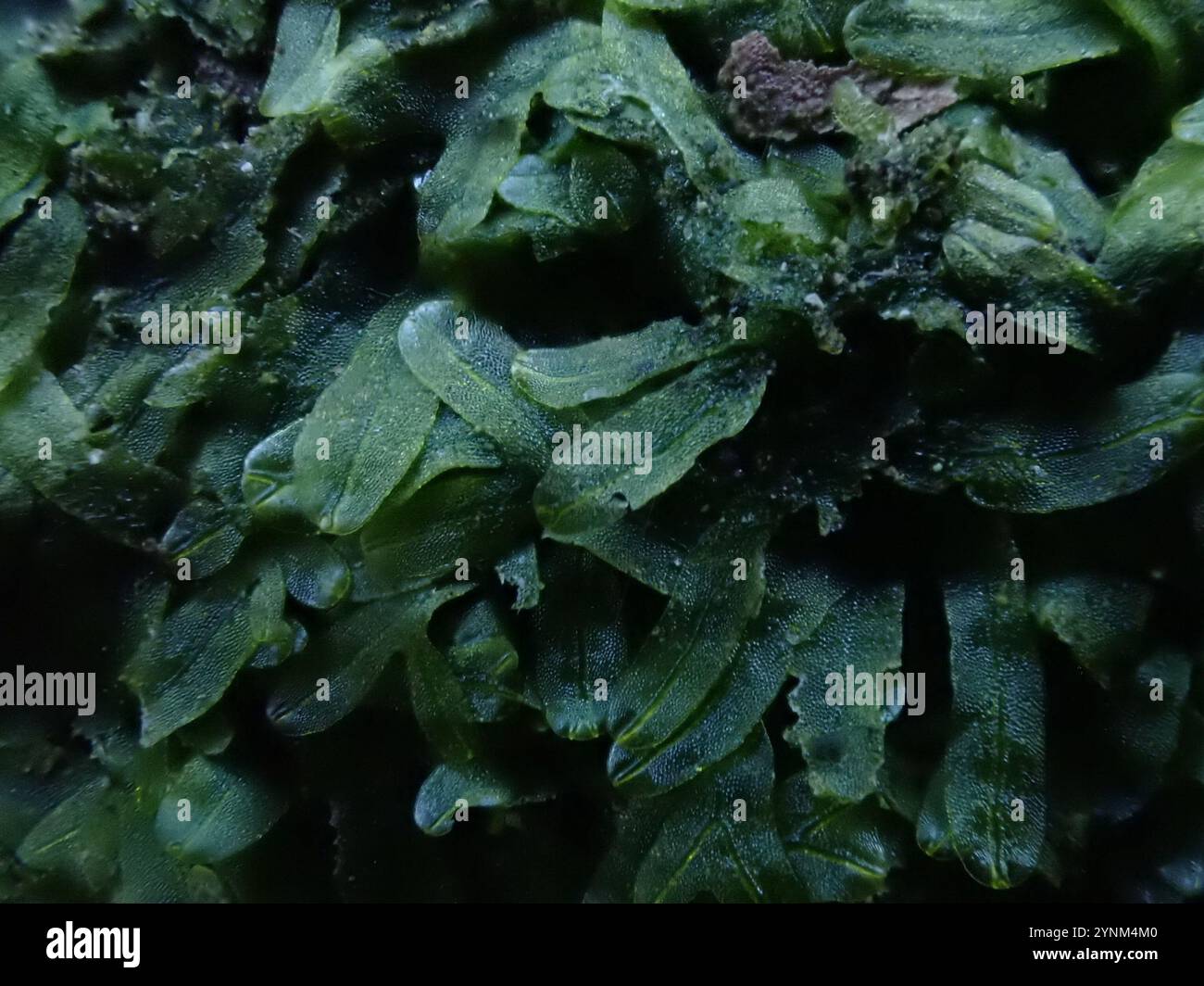 Forked Veilwort (Metzgeria furcata Stock Photo - Alamy