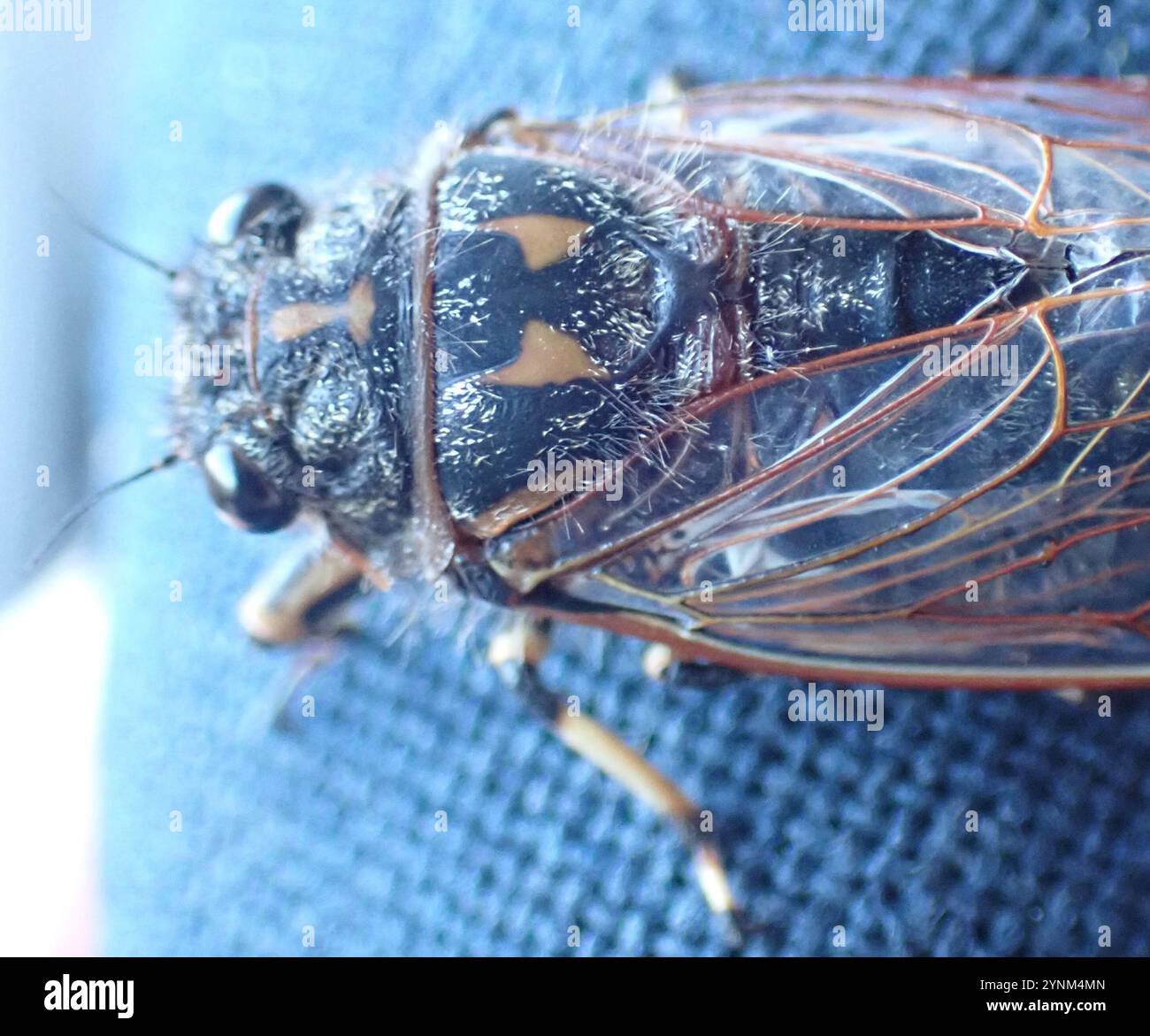 Tasman Twanger (Diemeniana cincta Stock Photo - Alamy