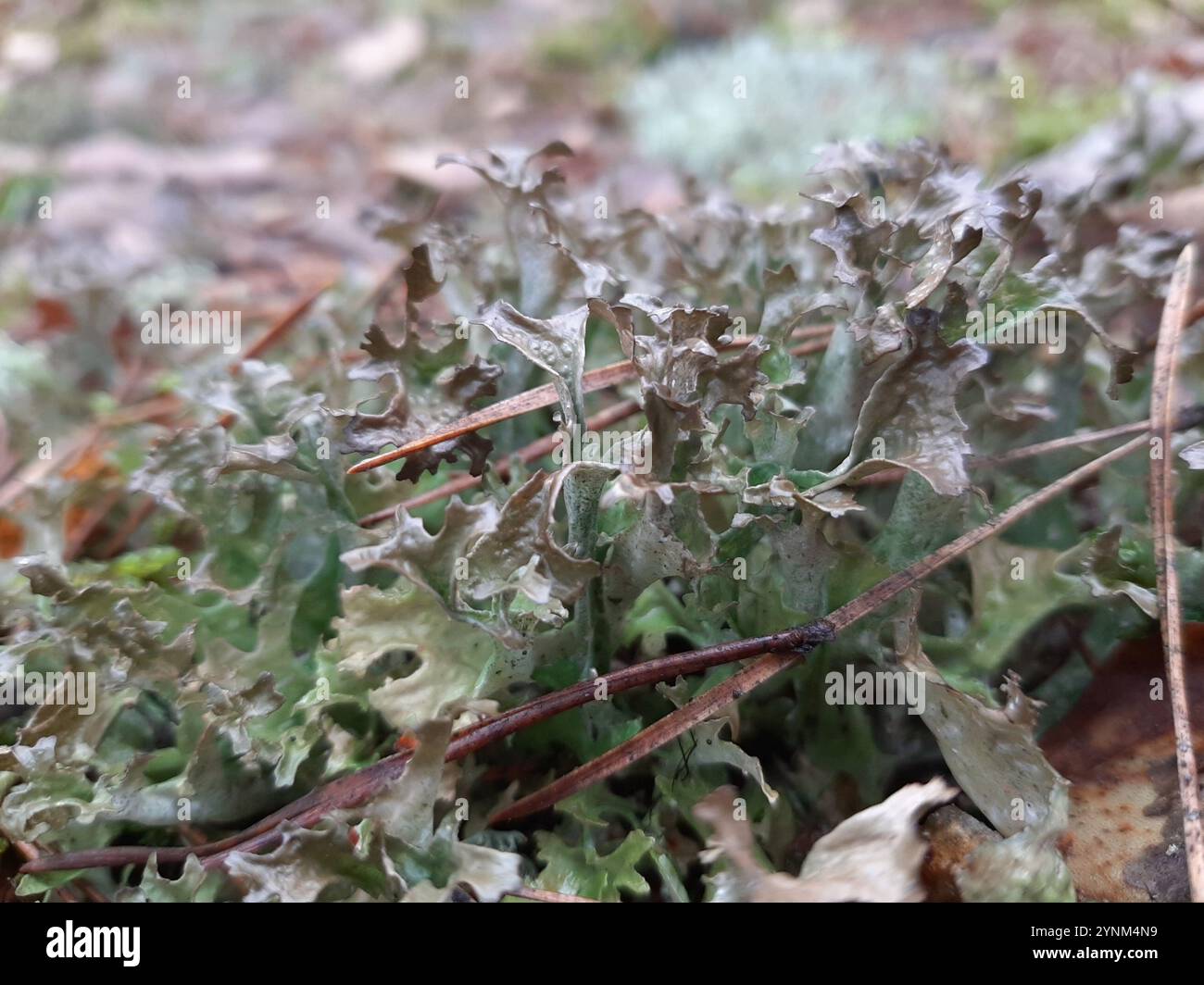 Iceland Lichen (Cetraria islandica Stock Photo - Alamy