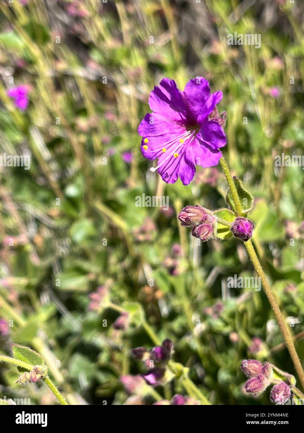 Wishbone Bush (Mirabilis laevis Stock Photo - Alamy