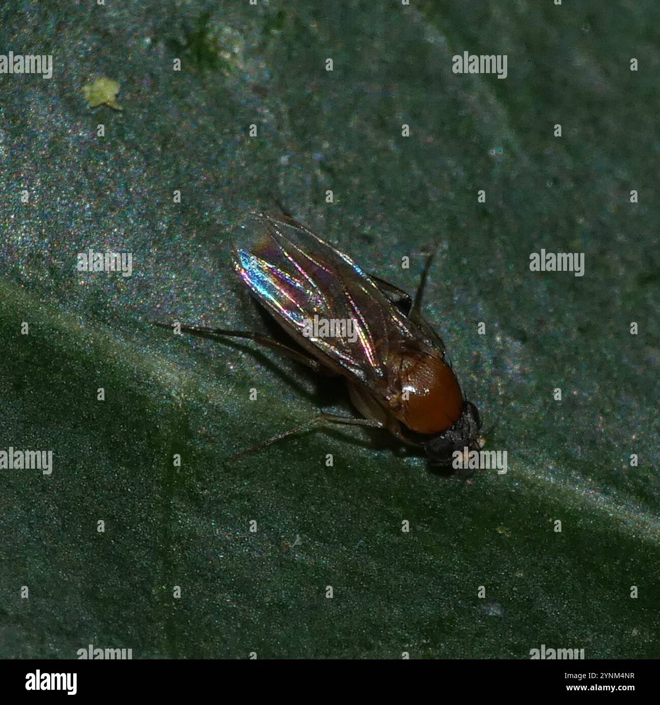 Phoridae hi-res stock photography and images - Alamy