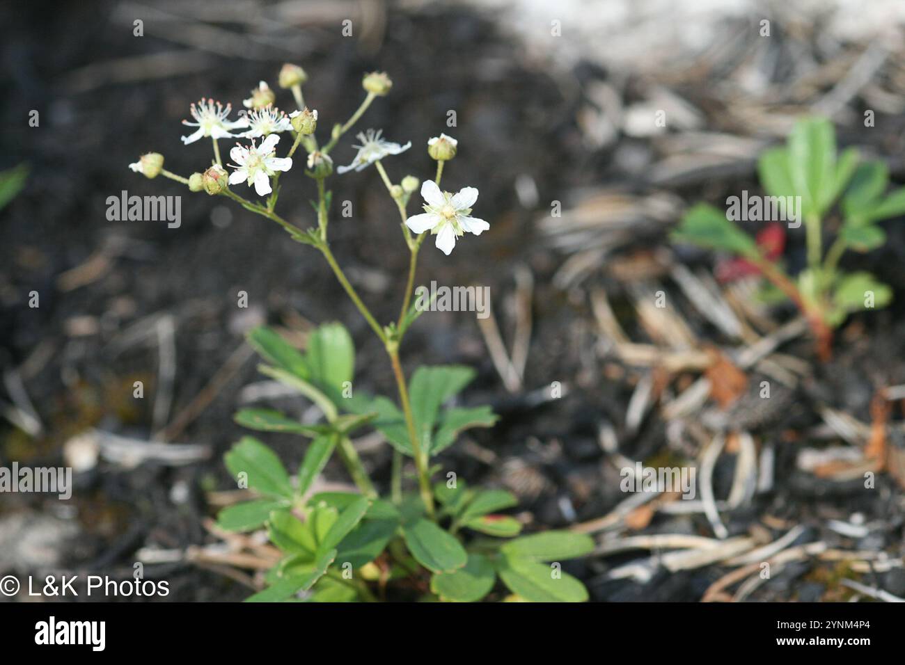 three-toothed cinquefoil (Sibbaldiopsis tridentata Stock Photo - Alamy