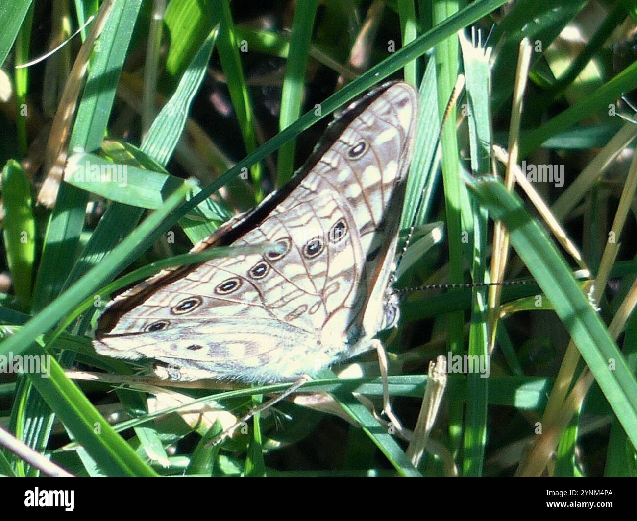 Hackberry Emperor (Asterocampa celtis Stock Photo - Alamy