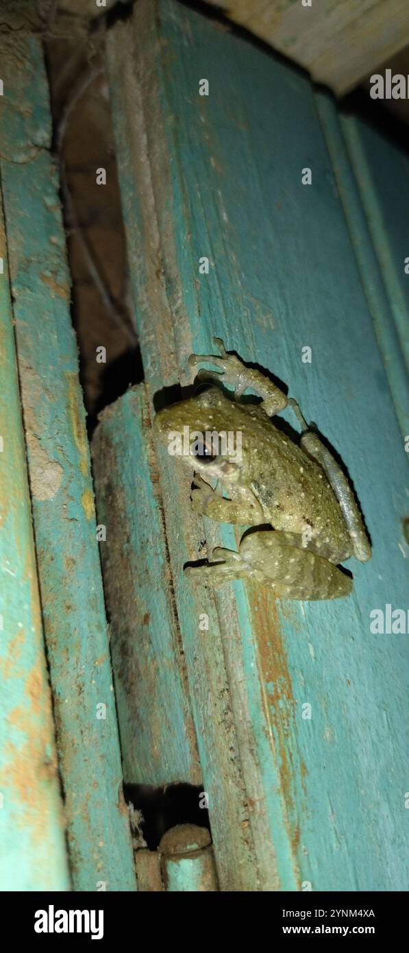 Argentine Snouted Tree Frog (Scinax granulatus Stock Photo - Alamy