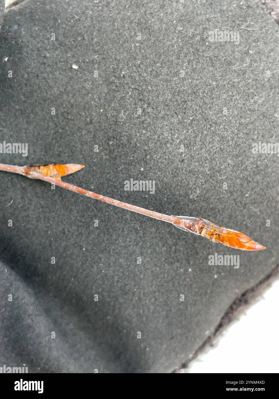sweet birch (Betula lenta Stock Photo - Alamy