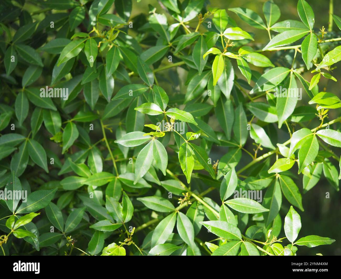 orange climber (Zanthoxylum asiaticum Stock Photo - Alamy