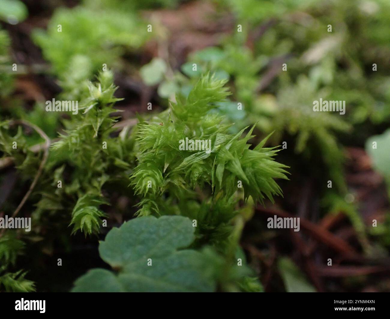 rough goose neck moss (Hylocomiadelphus triquetrus Stock Photo - Alamy