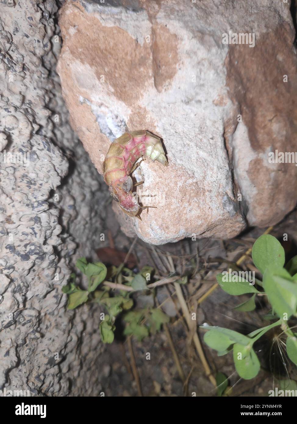 Mediterranean Pale Glow-worm (Nyctophila reichii Stock Photo - Alamy