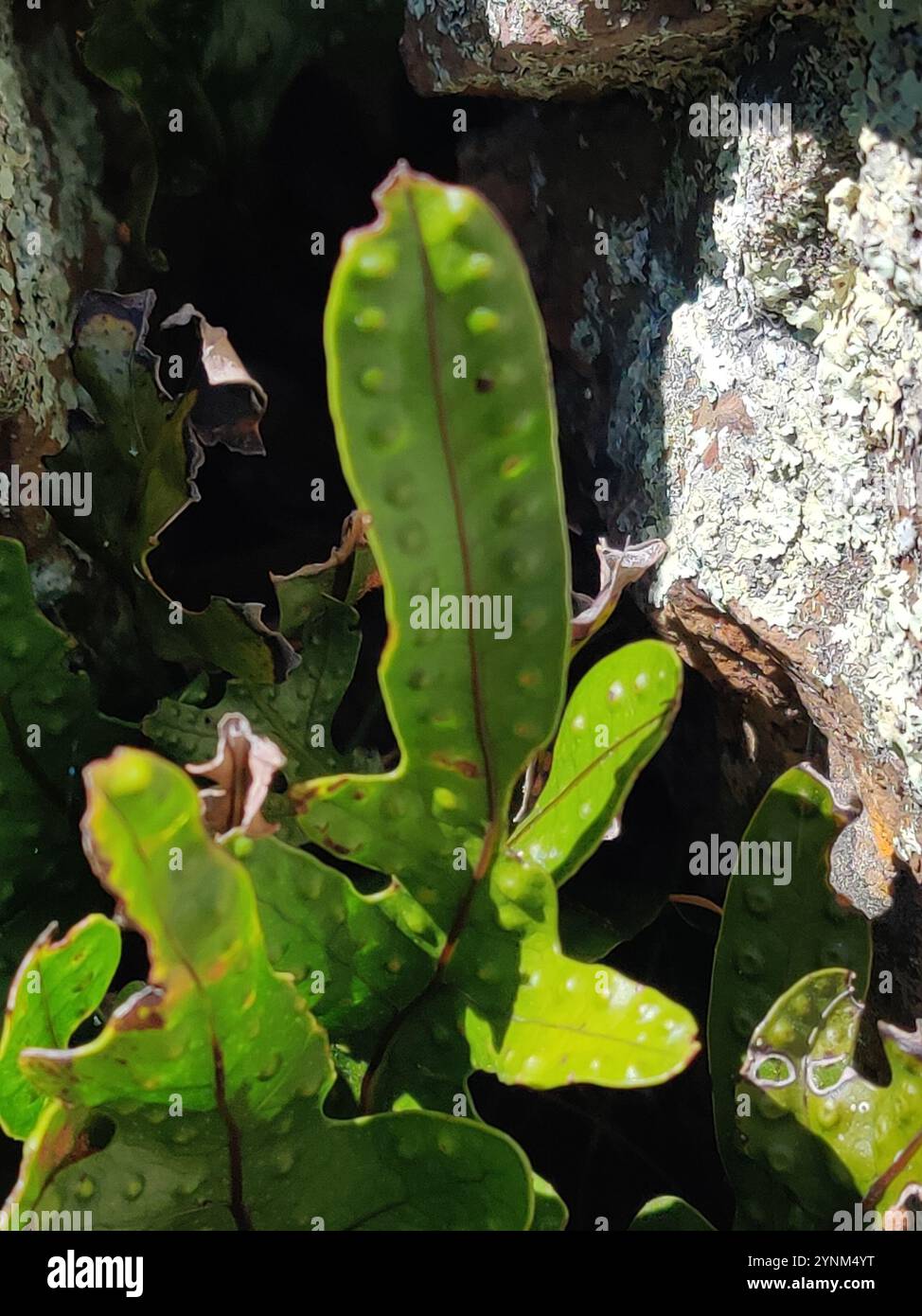 hound's tongue fern (Microsorum pustulatum Stock Photo - Alamy