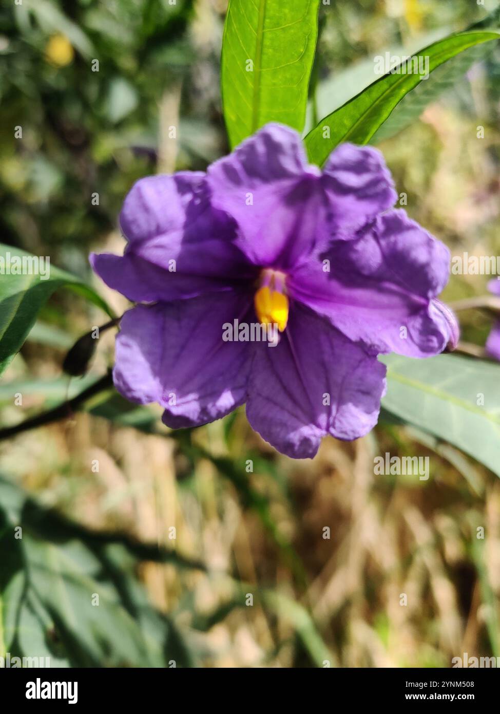 kangaroo-apple (Solanum laciniatum Stock Photo - Alamy