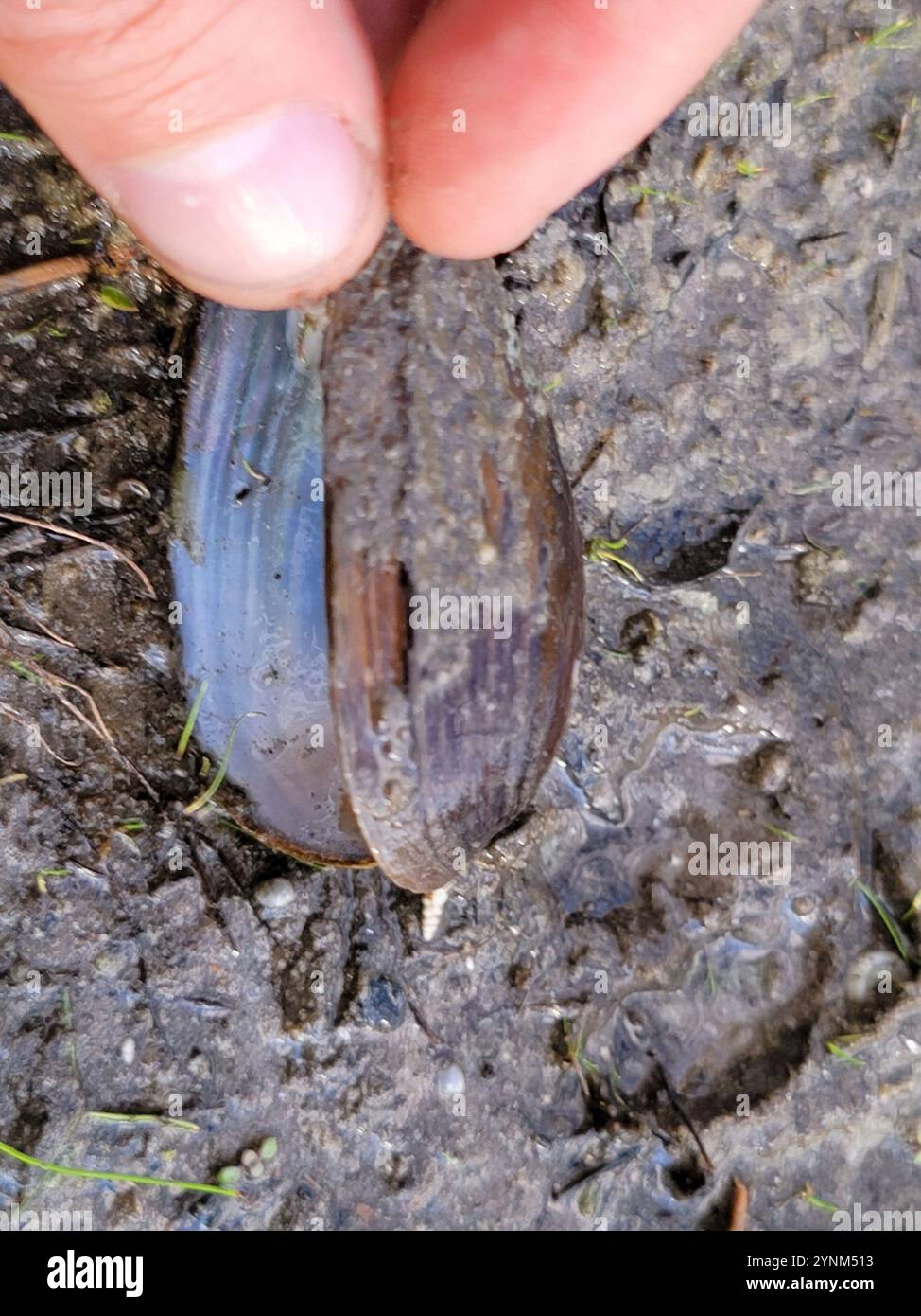 Florida Spike (Elliptio jayensis Stock Photo - Alamy