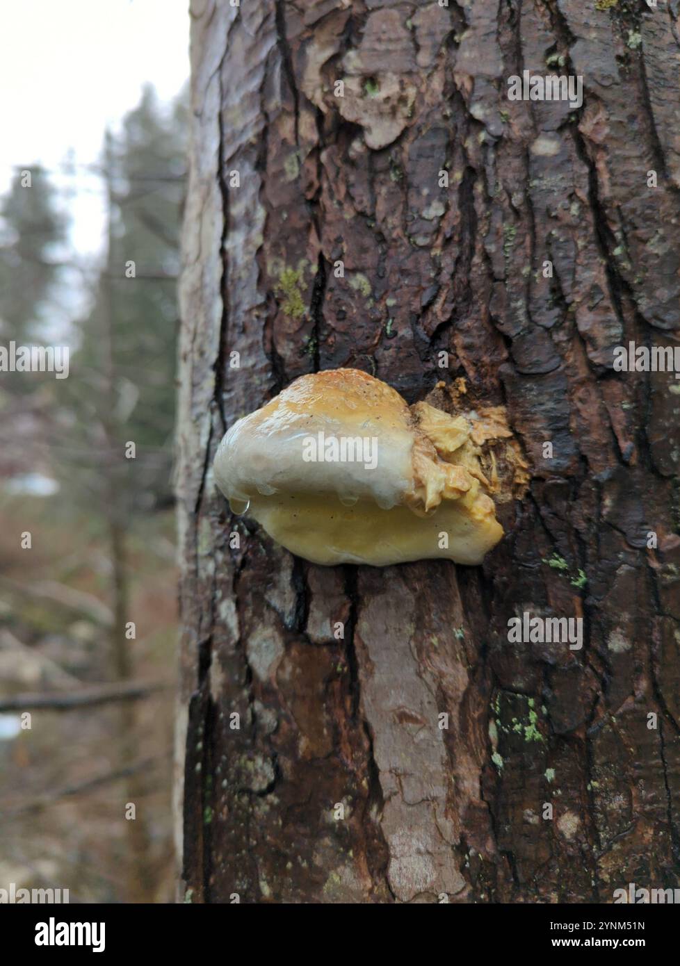 Red-banded Conks (Fomitopsis pinicola Stock Photo - Alamy