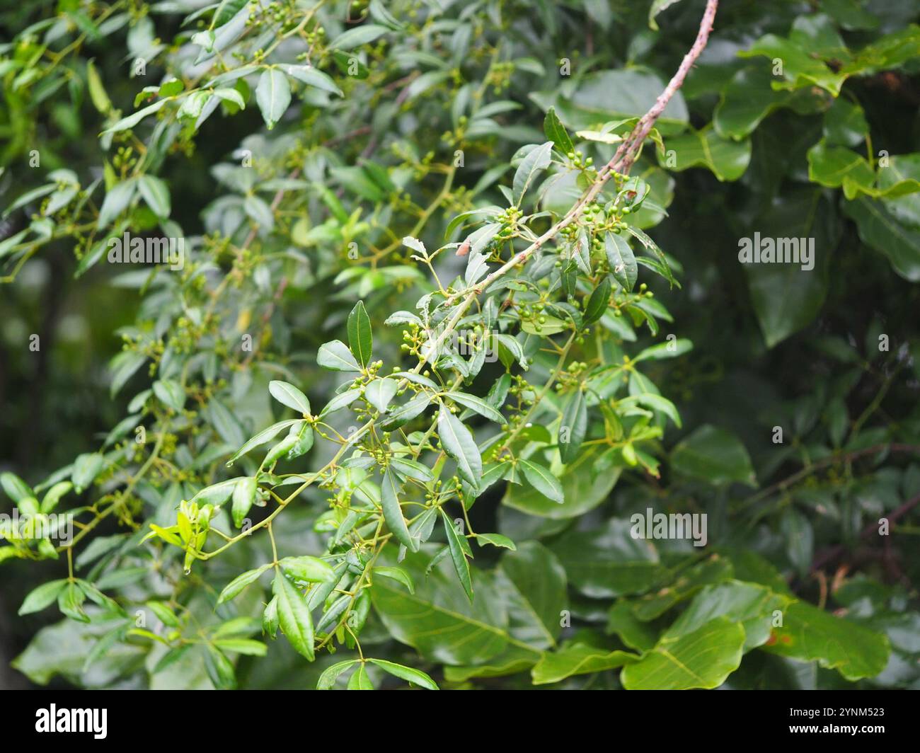 orange climber (Zanthoxylum asiaticum Stock Photo - Alamy