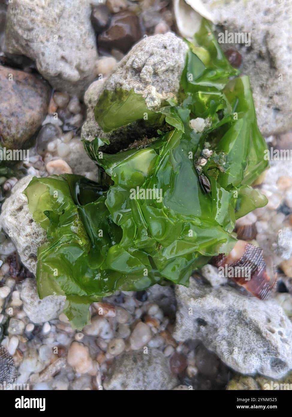 Broadleaf Sea Lettuce (Ulva lactuca Stock Photo - Alamy