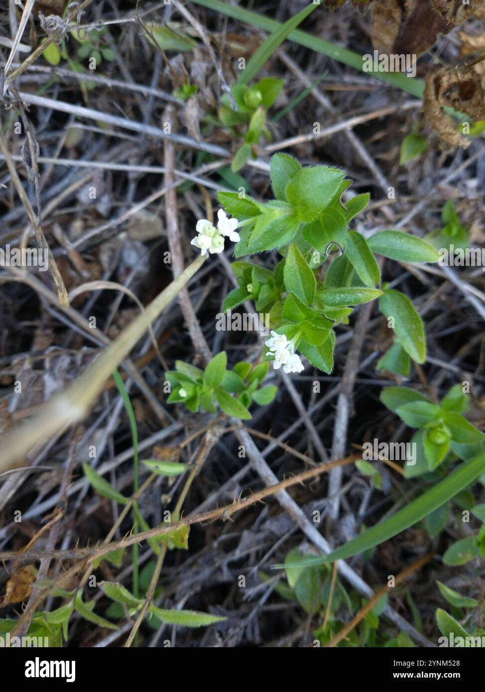 modesty (Whipplea modesta Stock Photo - Alamy