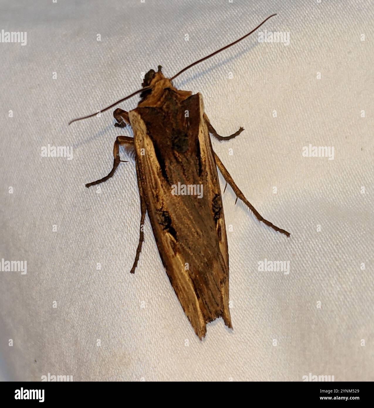 Dot-and-Dash Swordgrass Moth (Xylena curvimacula Stock Photo - Alamy