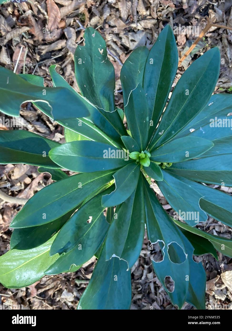 Spurge-laurel (Daphne laureola Stock Photo - Alamy