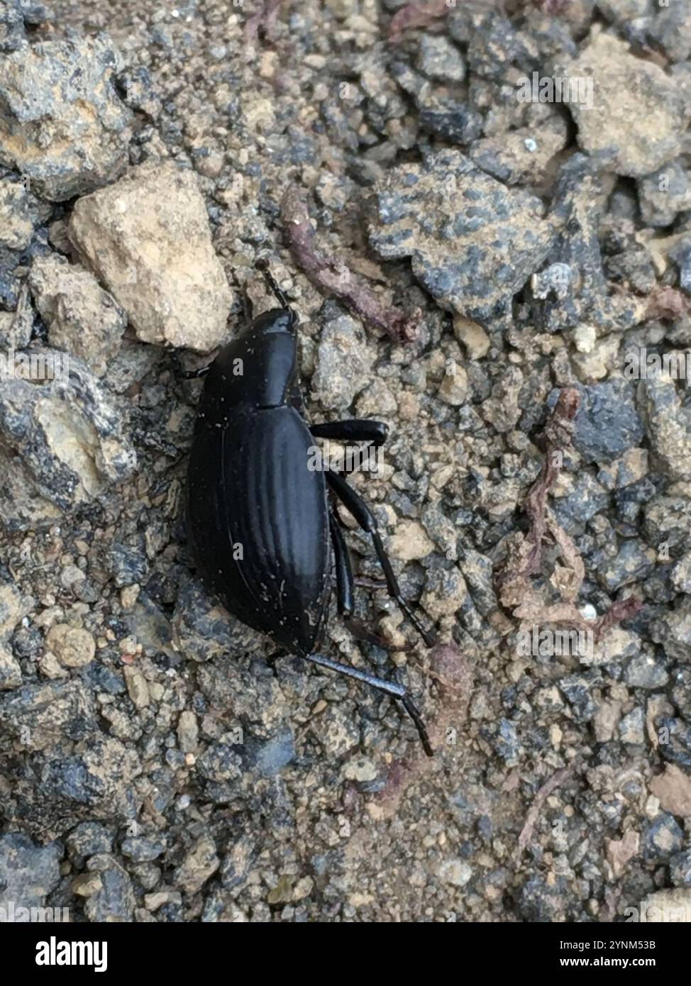 Darkling Beetles (Tenebrionidae Stock Photo - Alamy