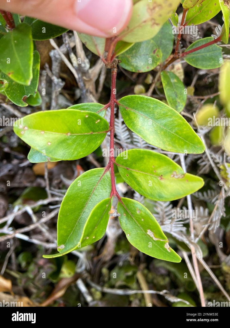 Northern rātā (Metrosideros robusta Stock Photo - Alamy