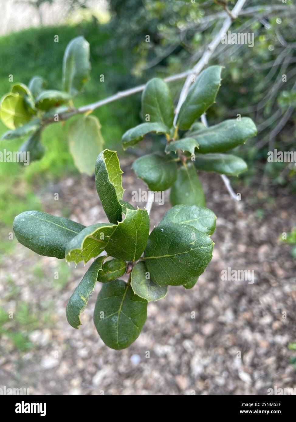 coast live oak (Quercus agrifolia Stock Photo - Alamy